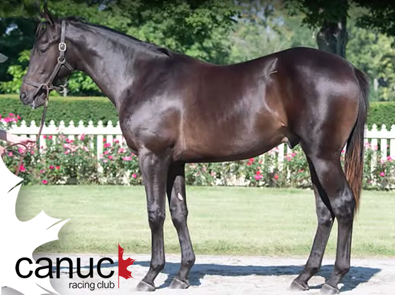 Dewolf - Canuck Racing Club