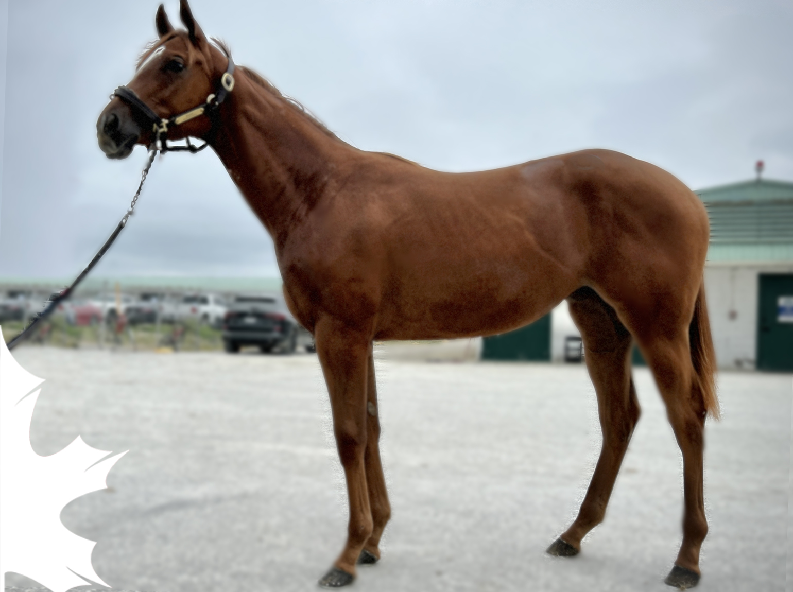 Captain Clutch - Canuck Racing Club