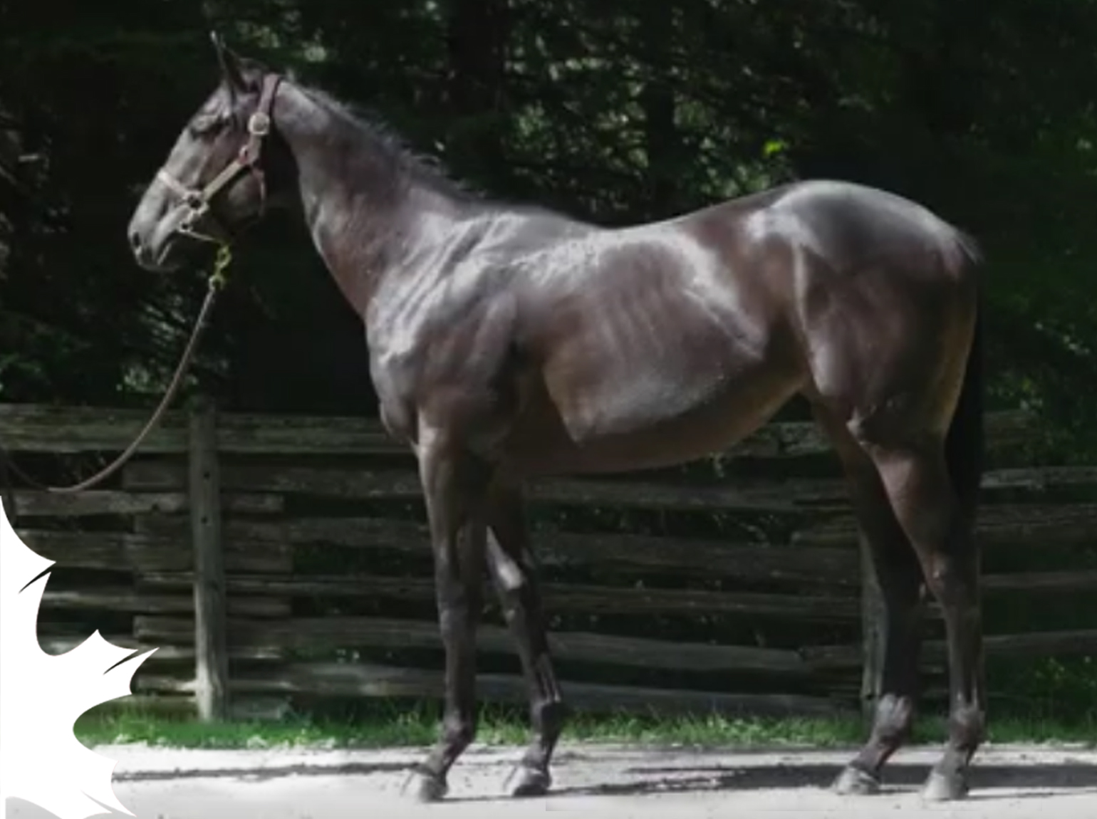 Rose Fortune - Canuck Racing Club